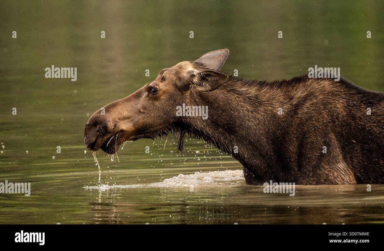 Profile Of Female Moose Looking Left in Fishercap Lake Stock Photo - Alamy