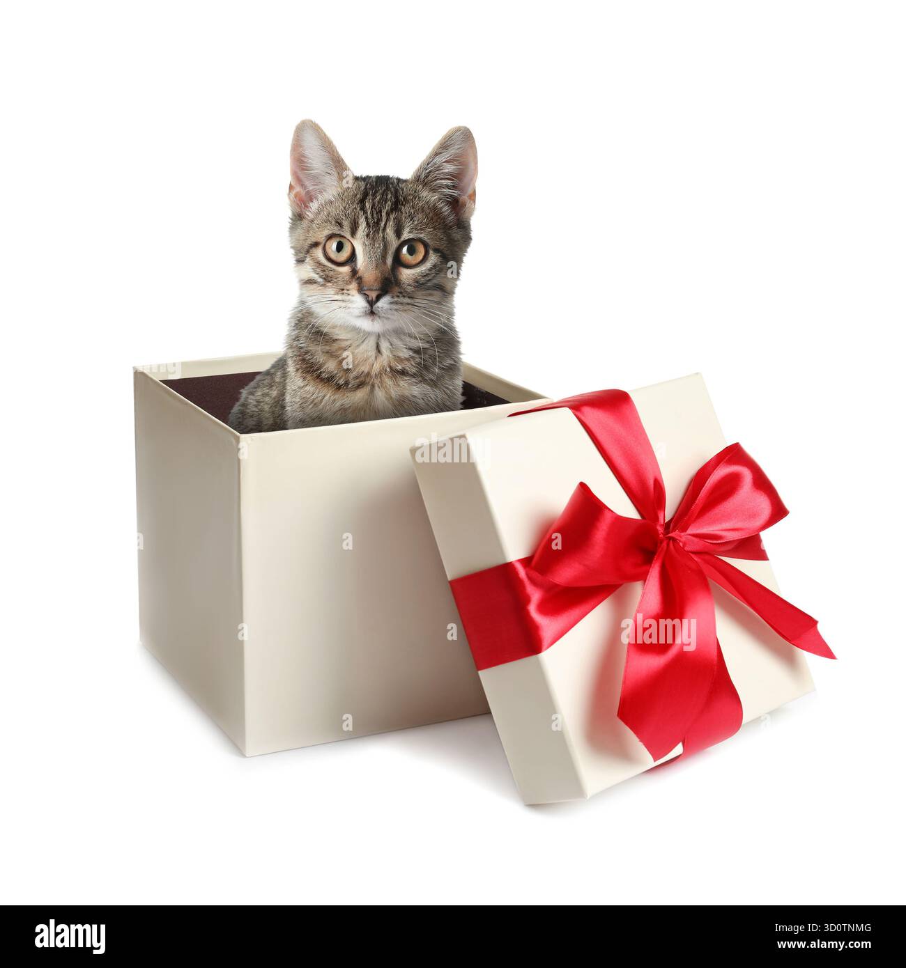 Cute cat hiding funny Cut Out Stock Images & Pictures - Alamy