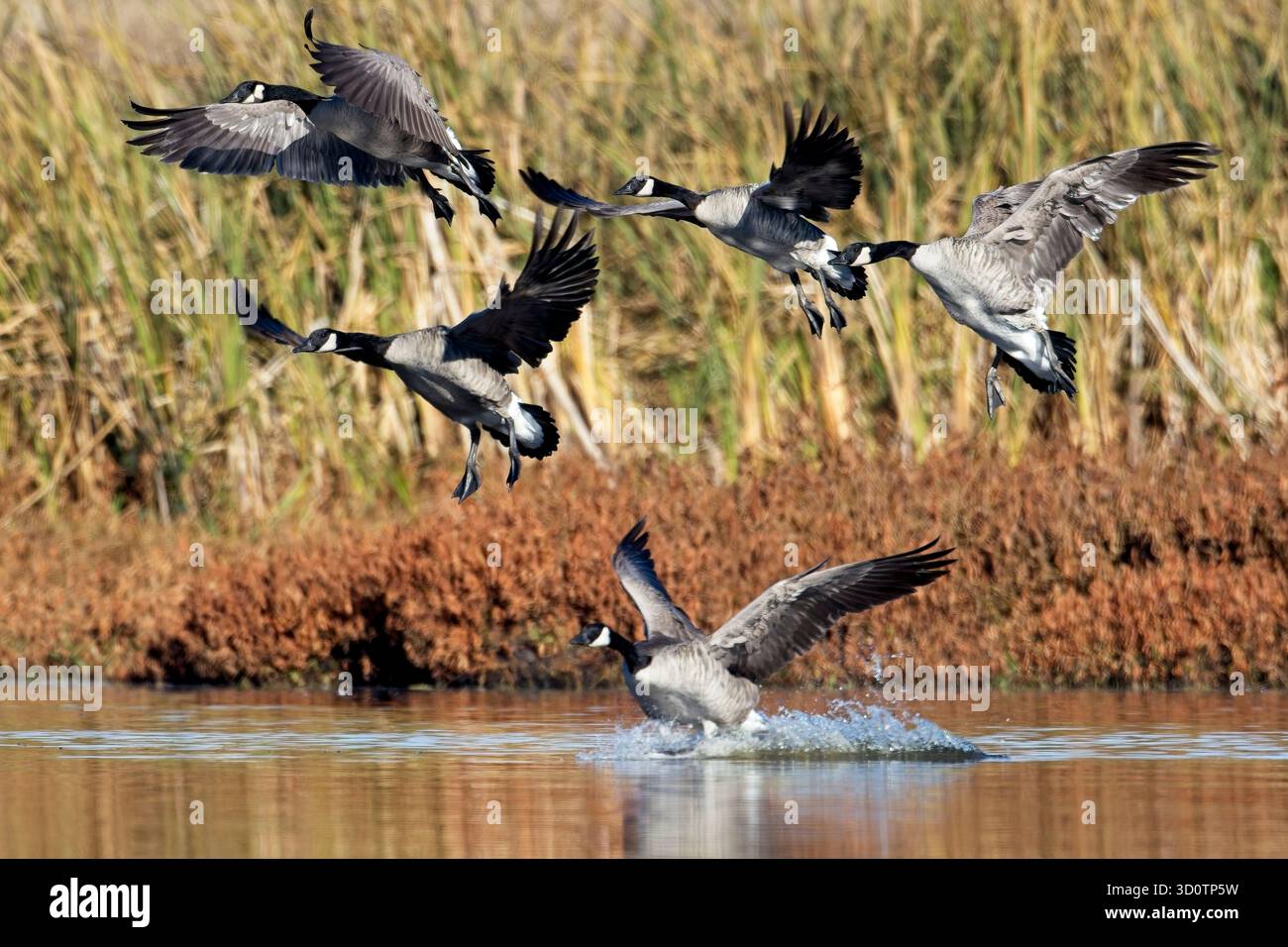 A small flock of geese coming in for a landing near Liberty Lake ...