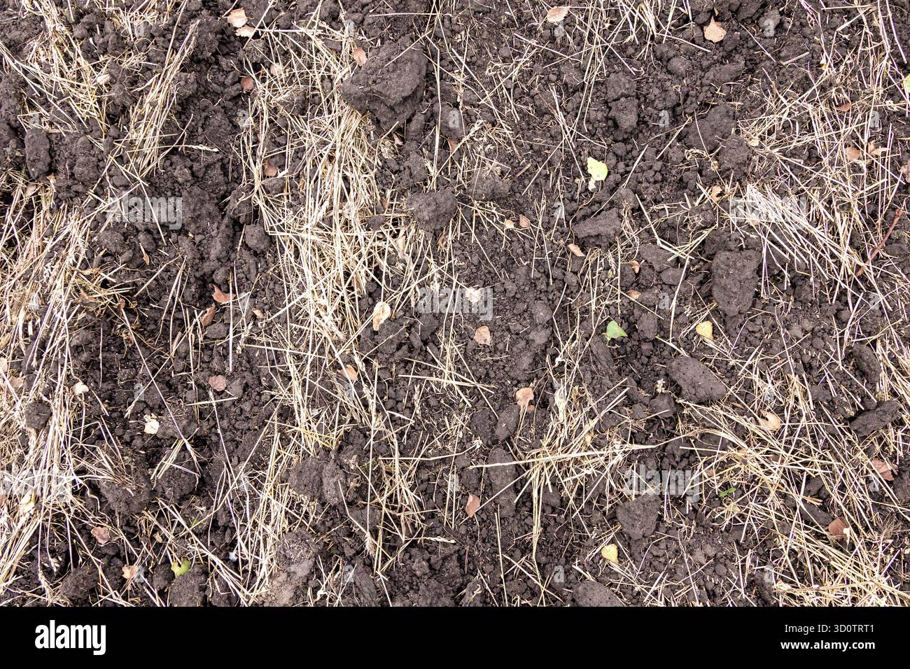 Rich black earth with visible aggregates and scattered dry plant stems ...