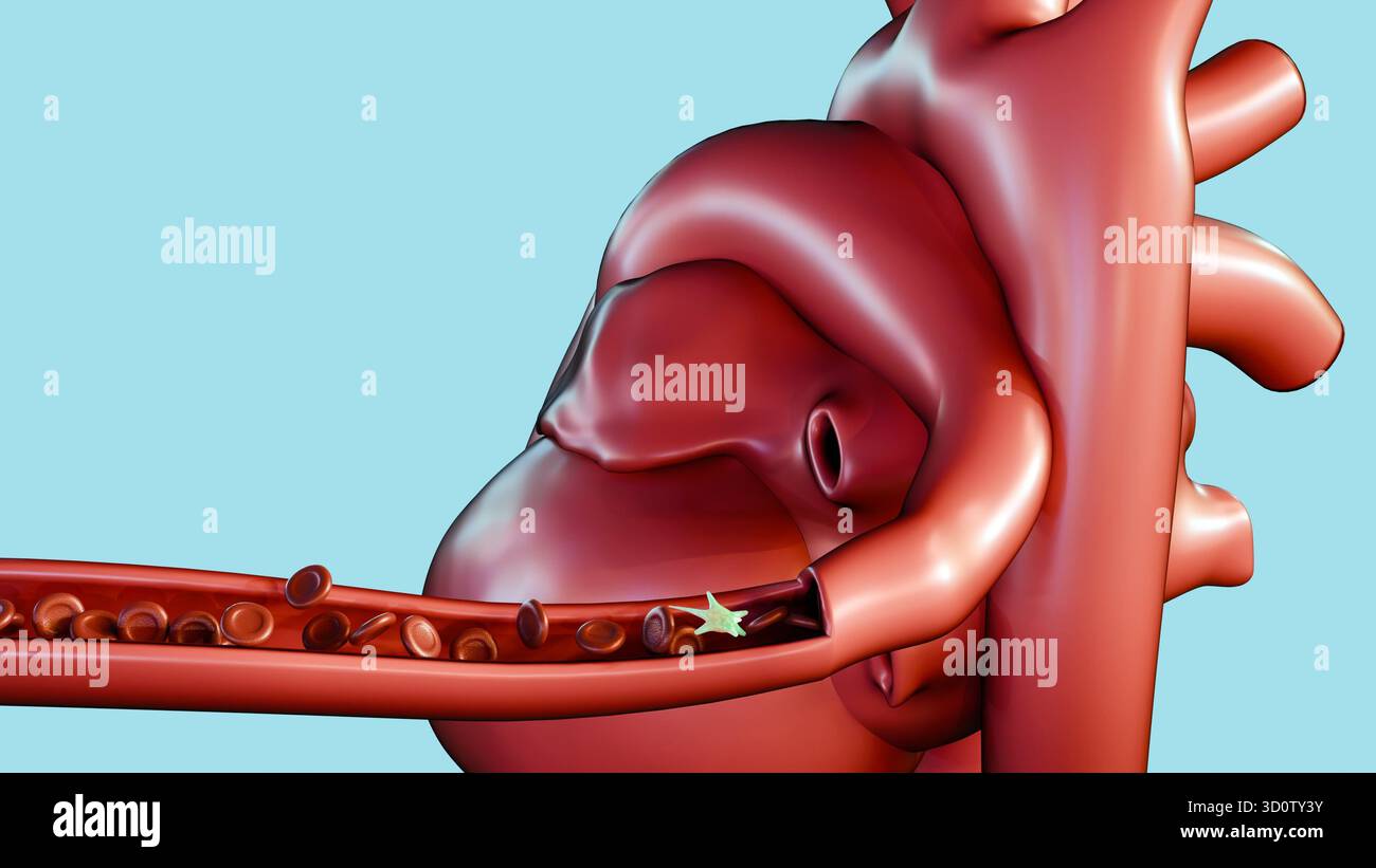 A 3d illustration of human heart pump in the blood from vein Stock ...
