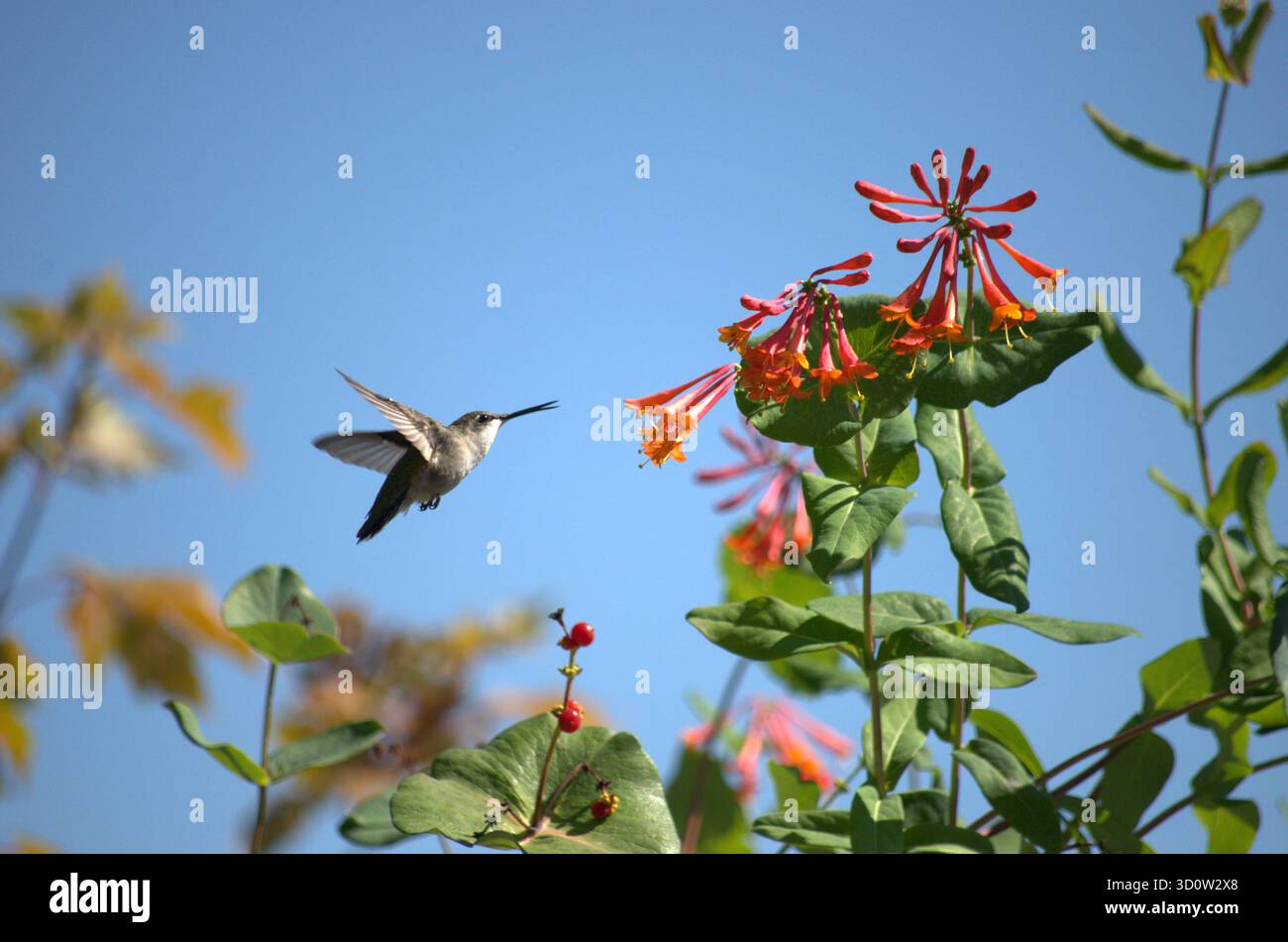 Hummingbirds are native to the Americas and comprise the biological ...