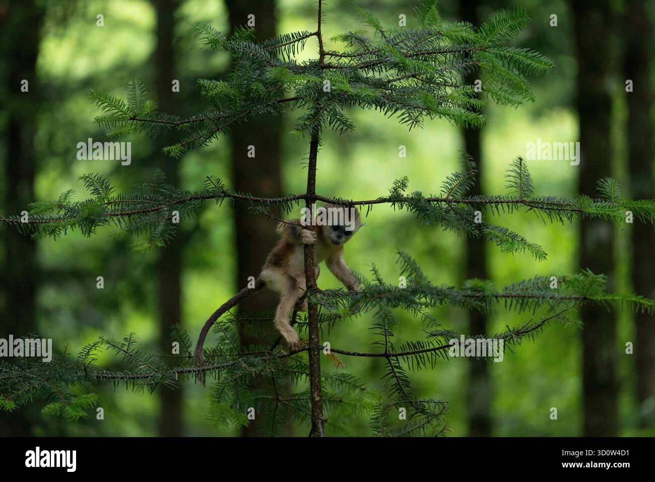 A baby golden snub-nosed monkey climbs on a branch in the Shennongjia ...