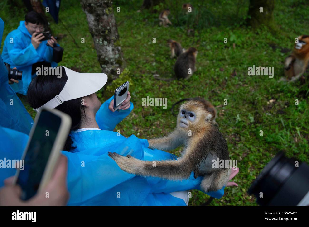Golden snub-nosed monkeys react to visitors at the Shennongjia National ...