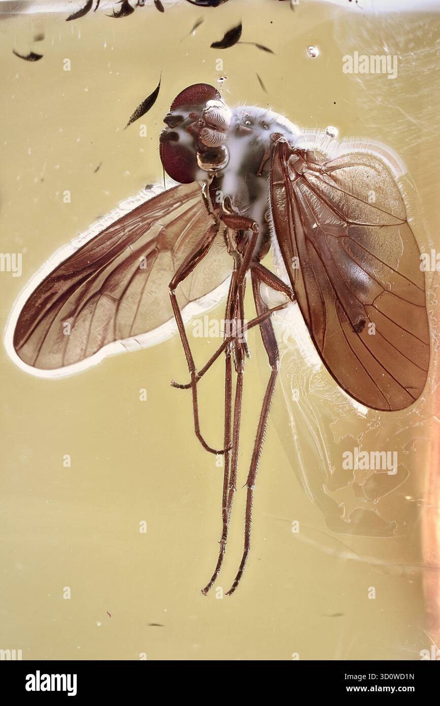 Complete Rhagionidae fly snipe fly trapped in Baltic amber stone ...