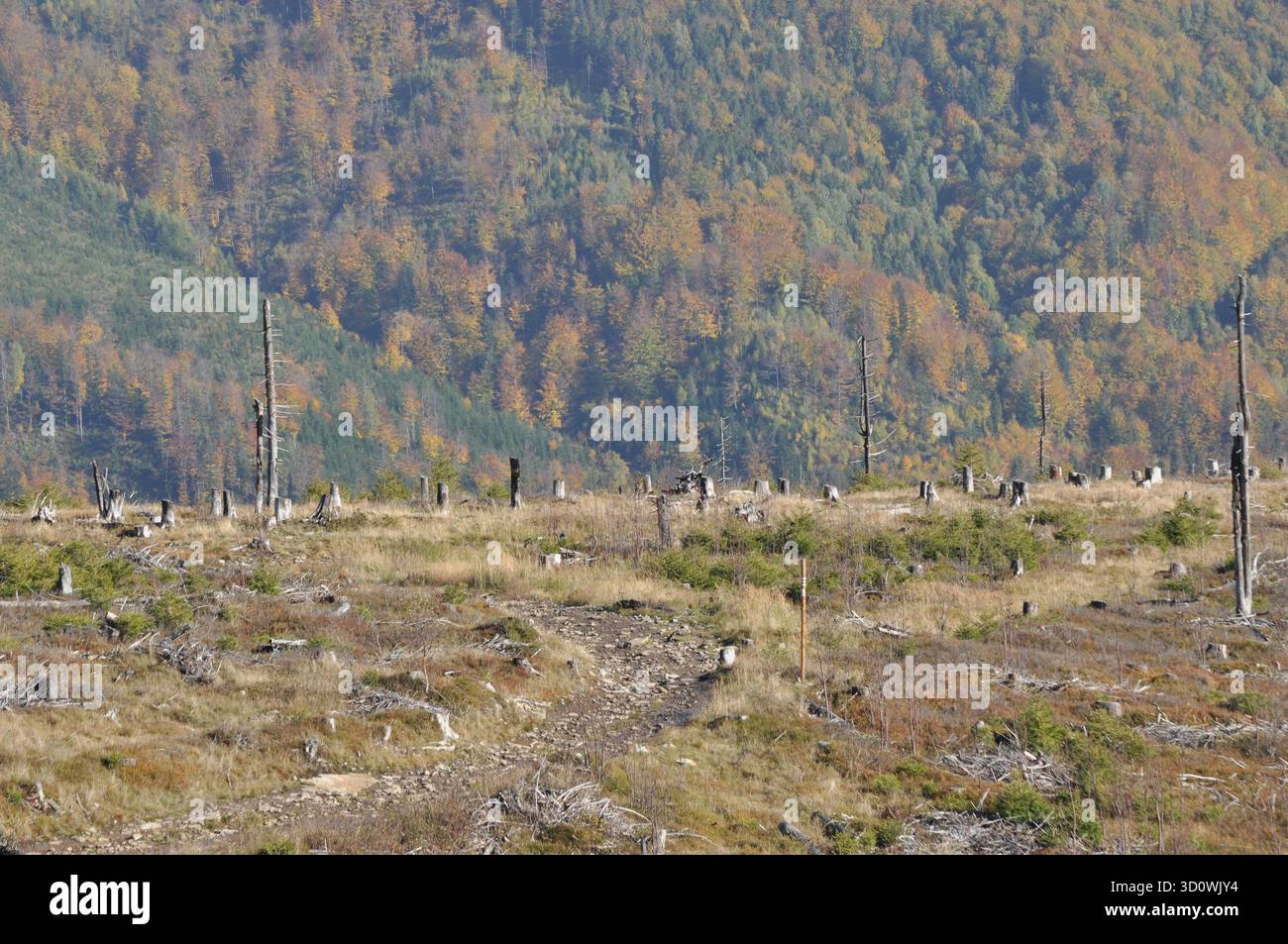 A cleared area of land reveals stumps and aspen remnants under a ...