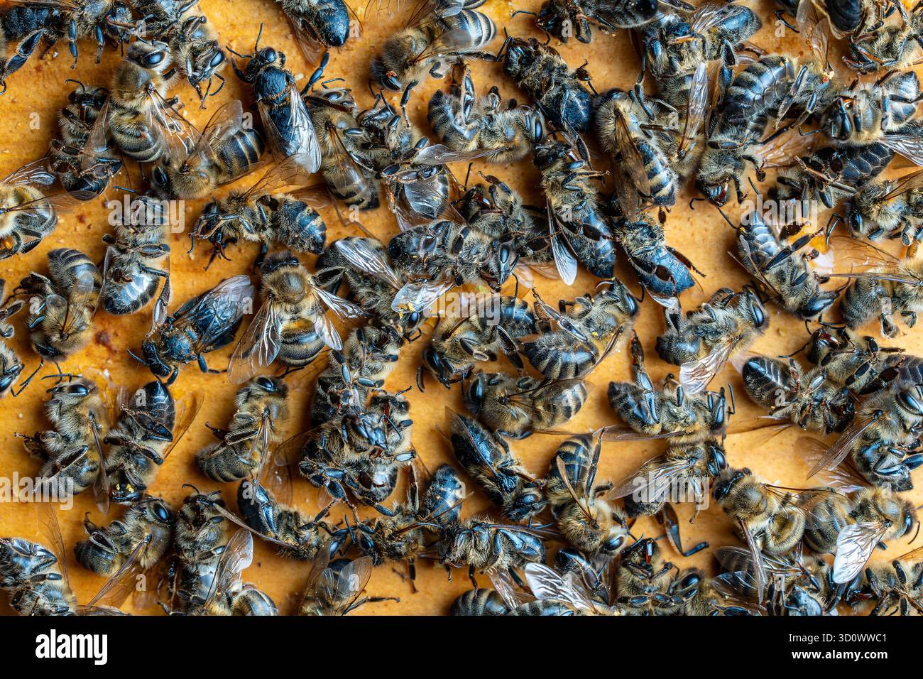 Many dead bees in the hive, close up. Colony collapse disorder ...