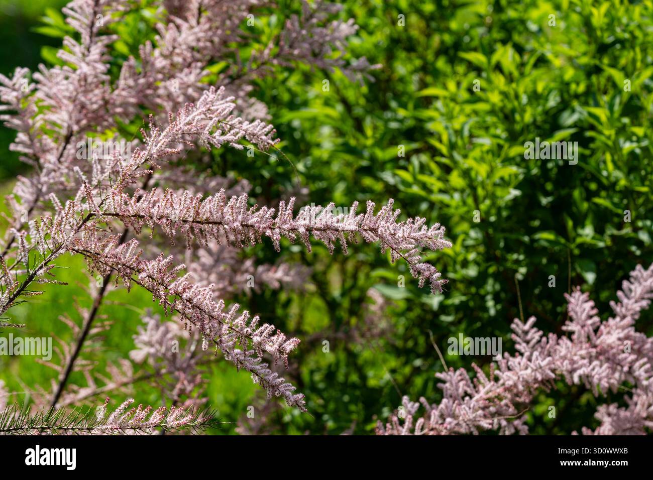 Soft pink flowers tamarix hi-res stock photography and images - Alamy