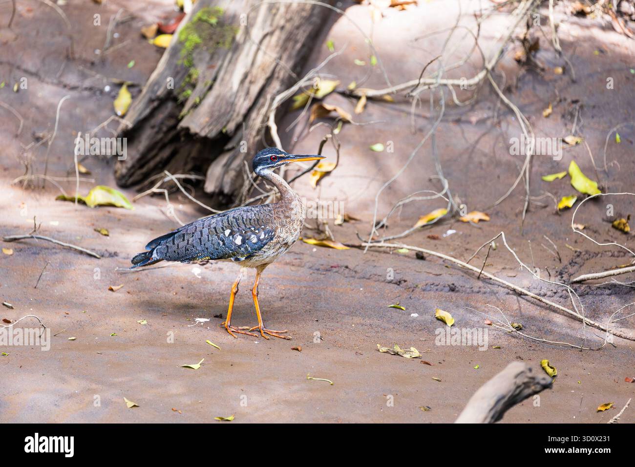 Neotropical sunbittern hi-res stock photography and images - Alamy