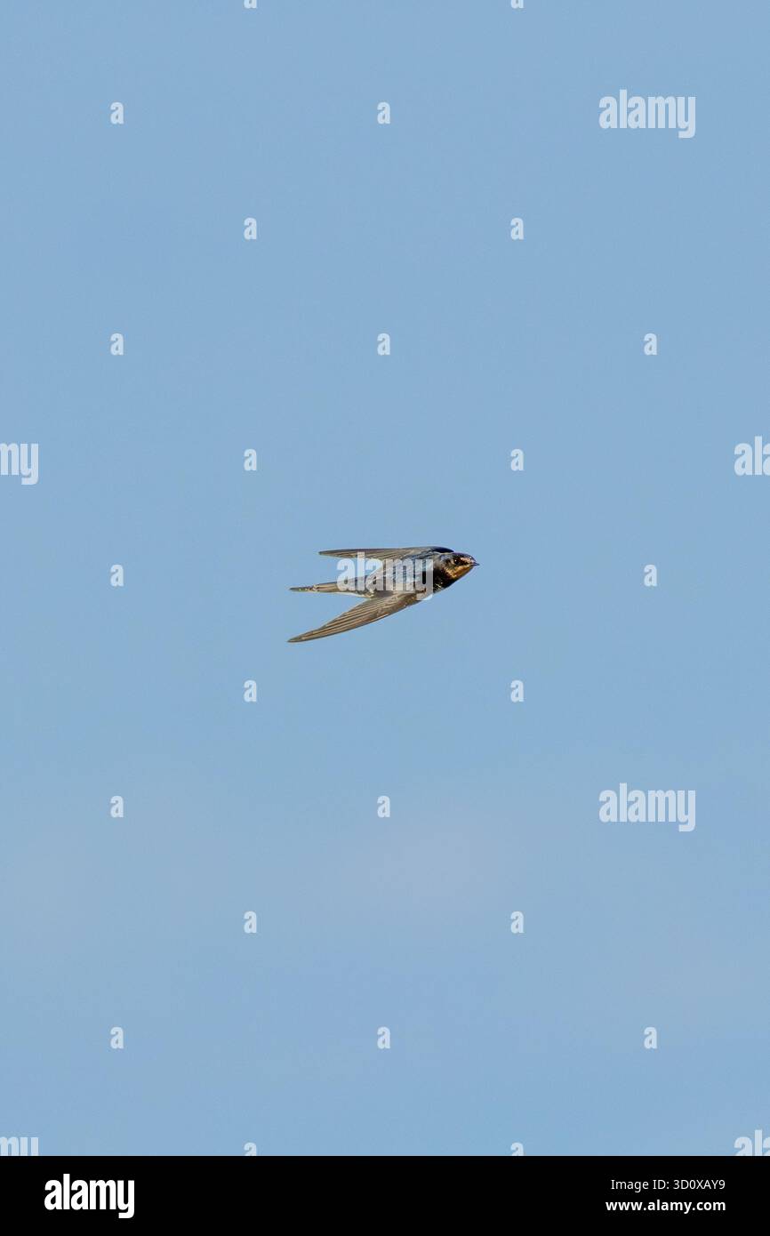 A Barn?Swallow hunts flying insects over fields and water, photographed ...