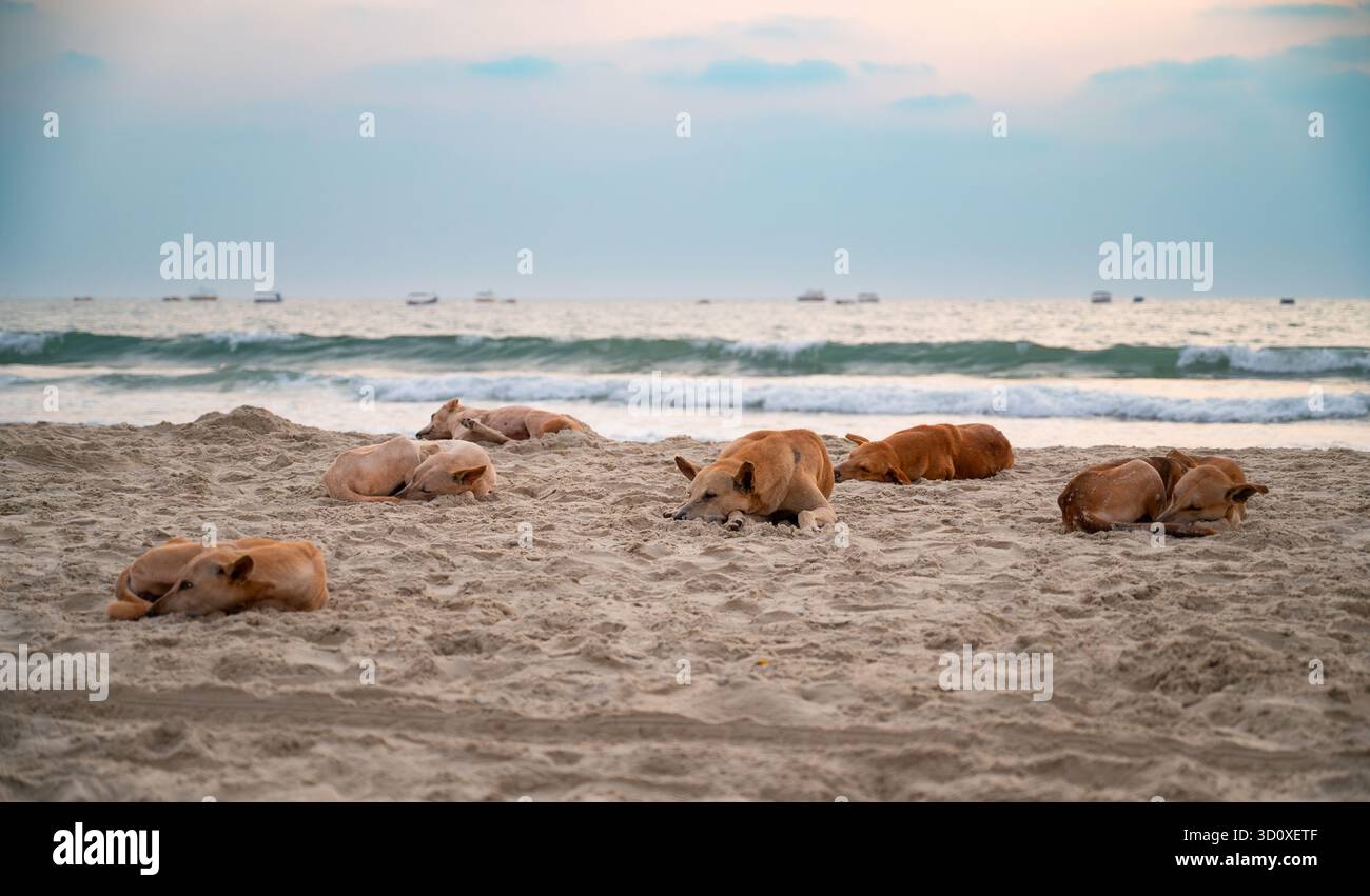 Group of dogs relaxing on the ocean beach, pet summer vacation, water ...