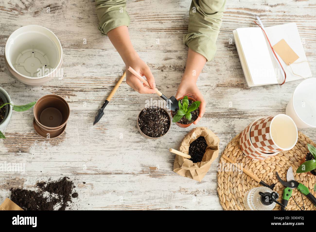 Adult gardener repotting houseplant hi-res stock photography and images ...