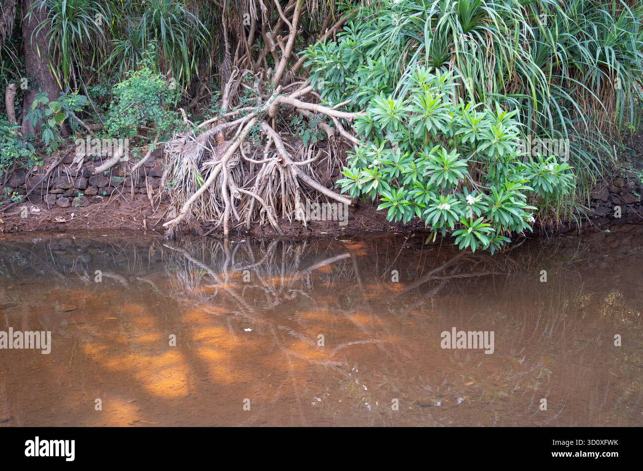 Rhizophora mangle red mangrove, coastal, estuarine ecosystem, coast of ...