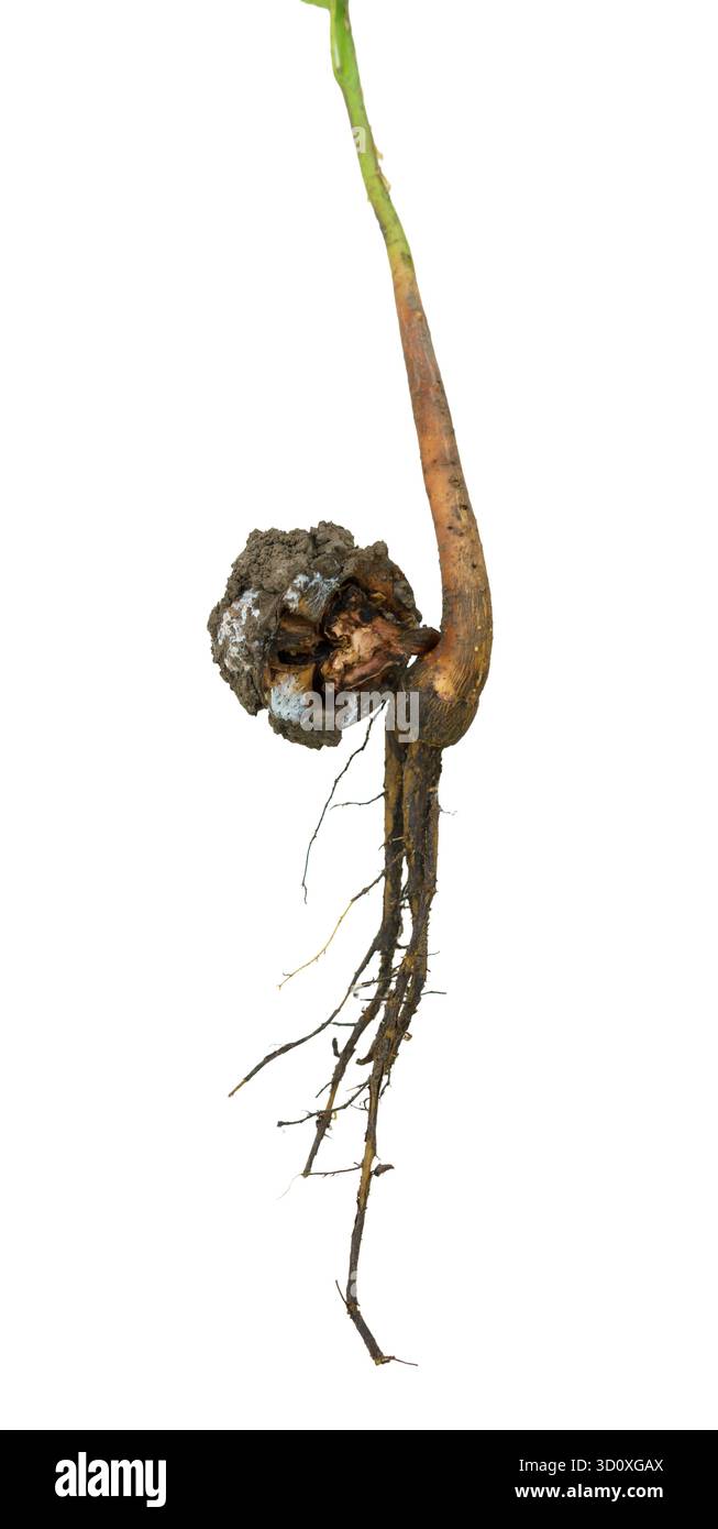 Distinct root structure hi-res stock photography and images - Alamy