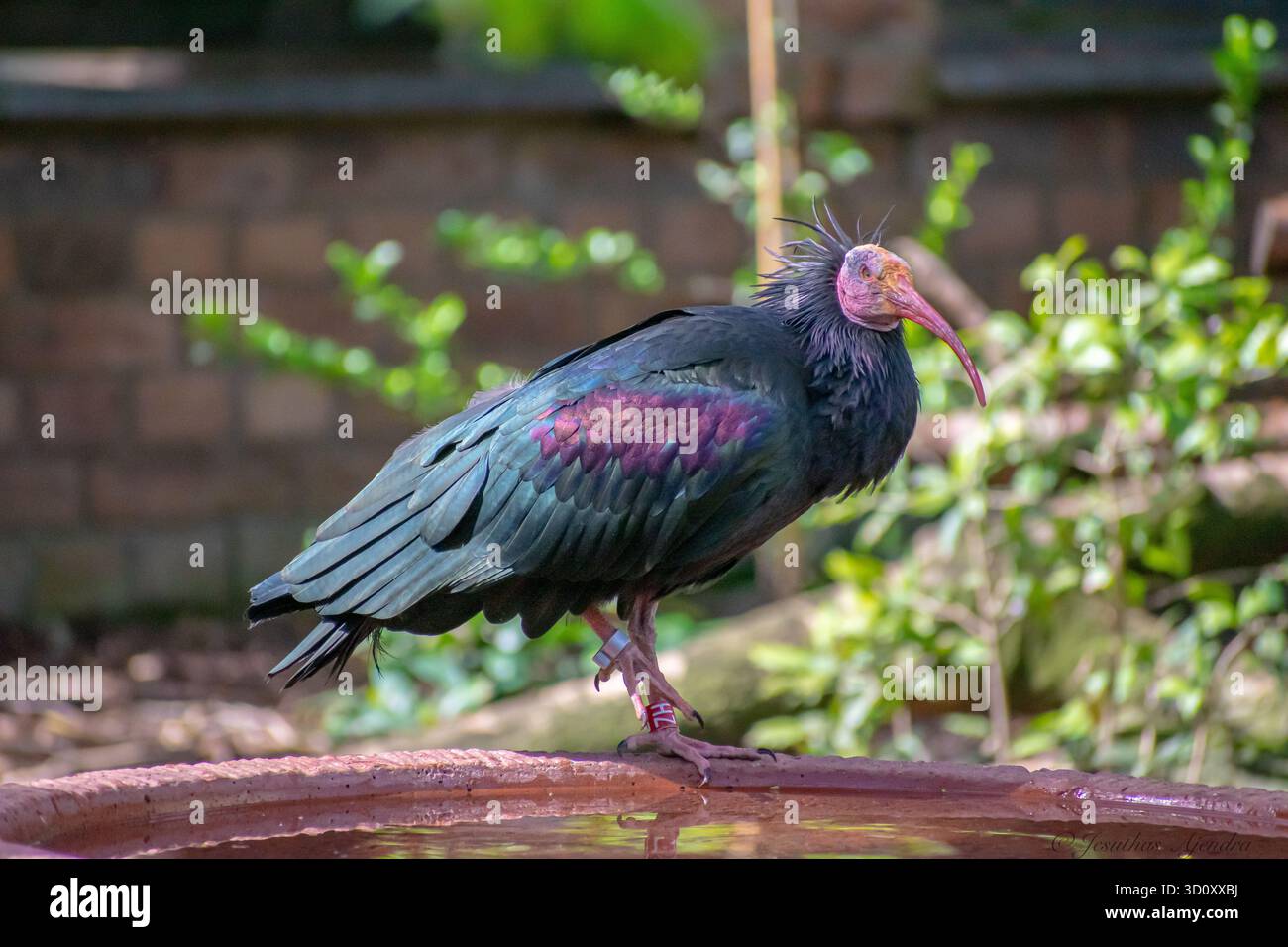The Northern bald ibis, hermit ibis, or Waldrapp (Geronticus eremita ...