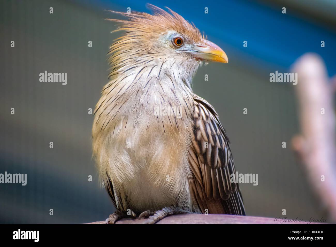 Guira guira, the guira cuckoo, a rare bird kept in zoos Stock Photo - Alamy