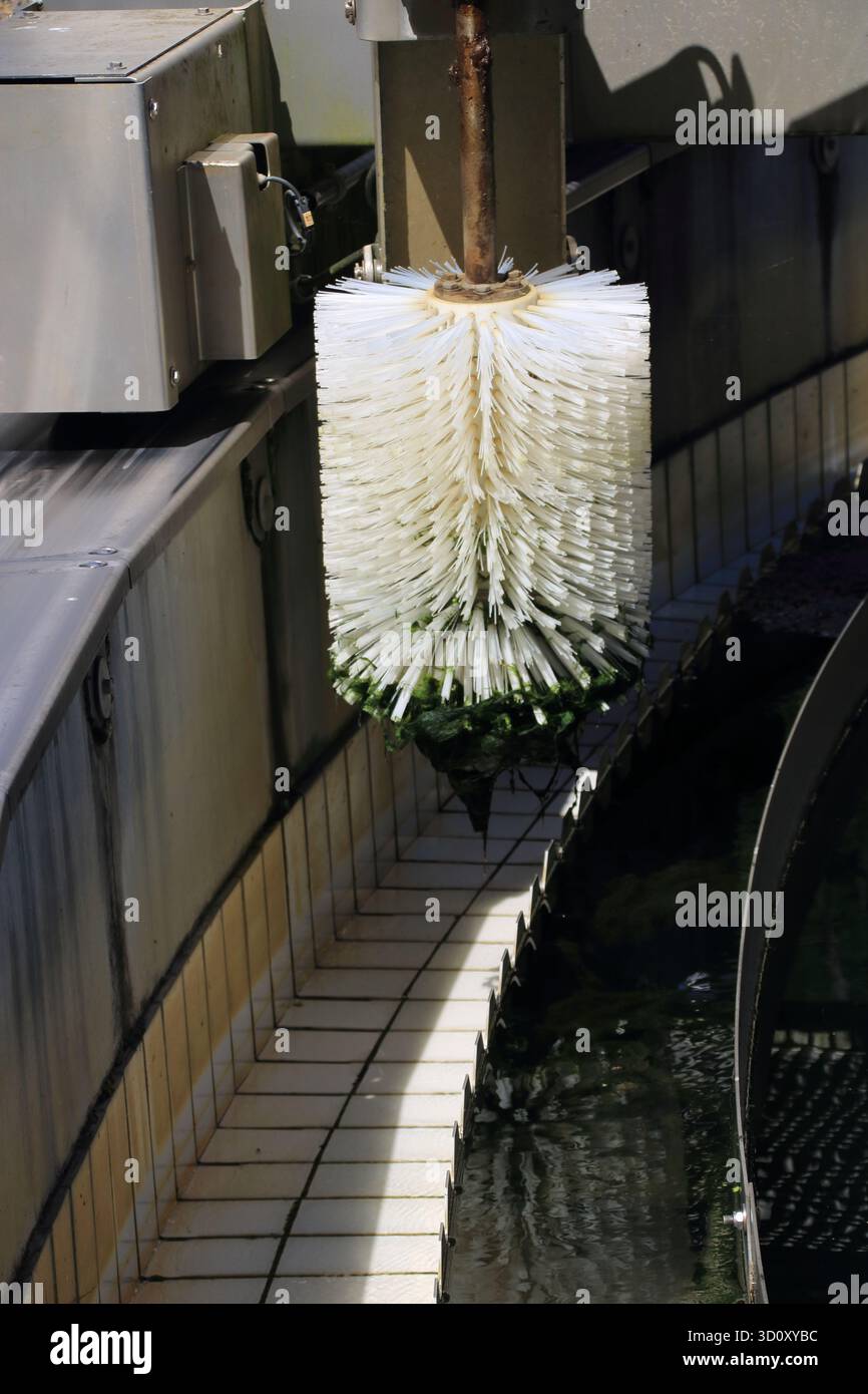 Brush for cleaning the gutter in the secondary clarifier of a sewage ...