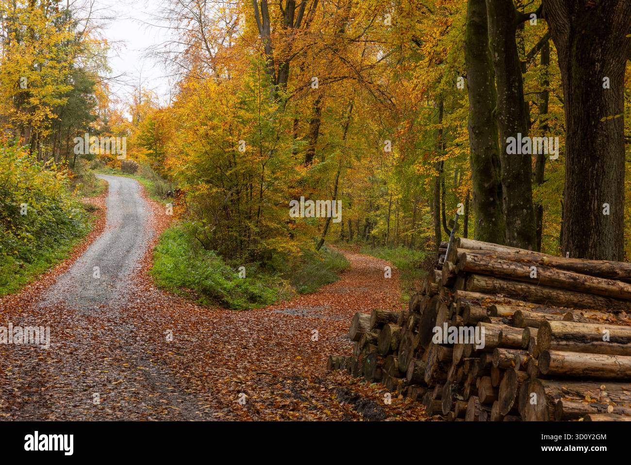25 October 2025, Hesse, Oberursel: A forest in the Taunus is colored in ...