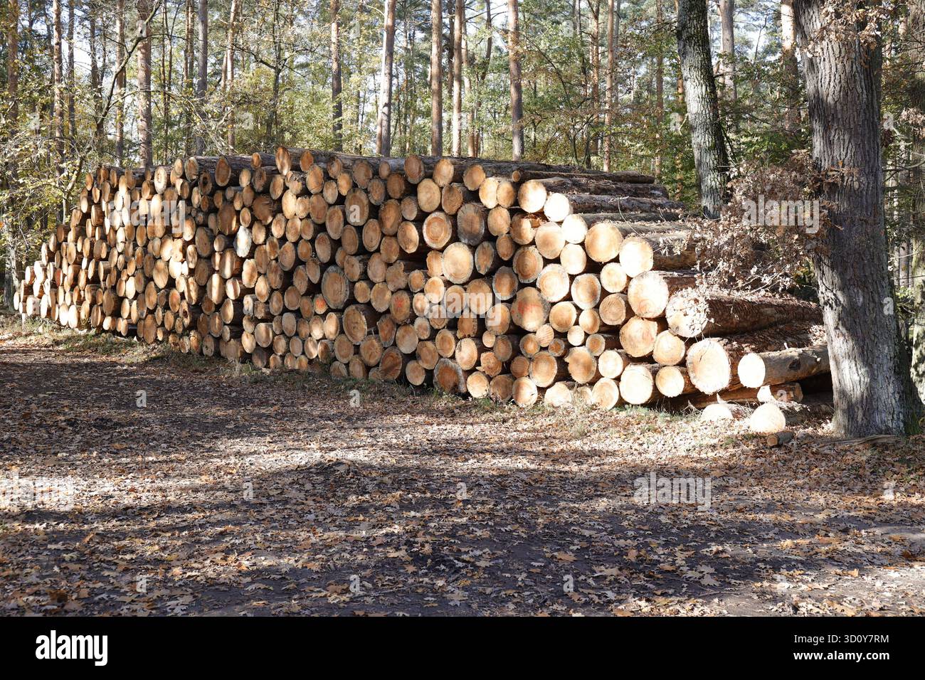Berlin, Spandauer Forst, Holzwirtschaft *** Berlin, Spandau Forest ...