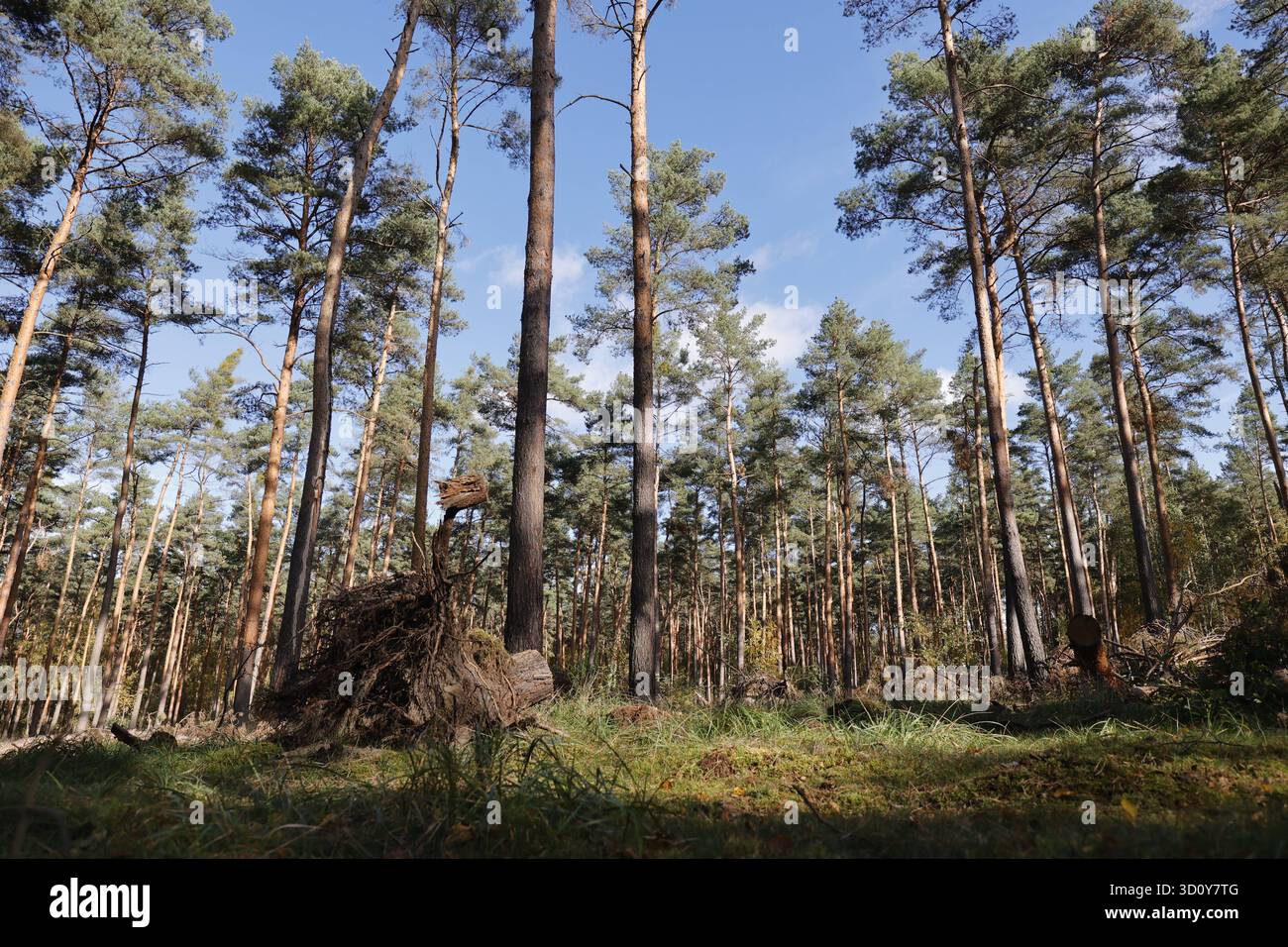 Berlin, Spandauer Forst *** Berlin, Spandauer Forst Stock Photo - Alamy