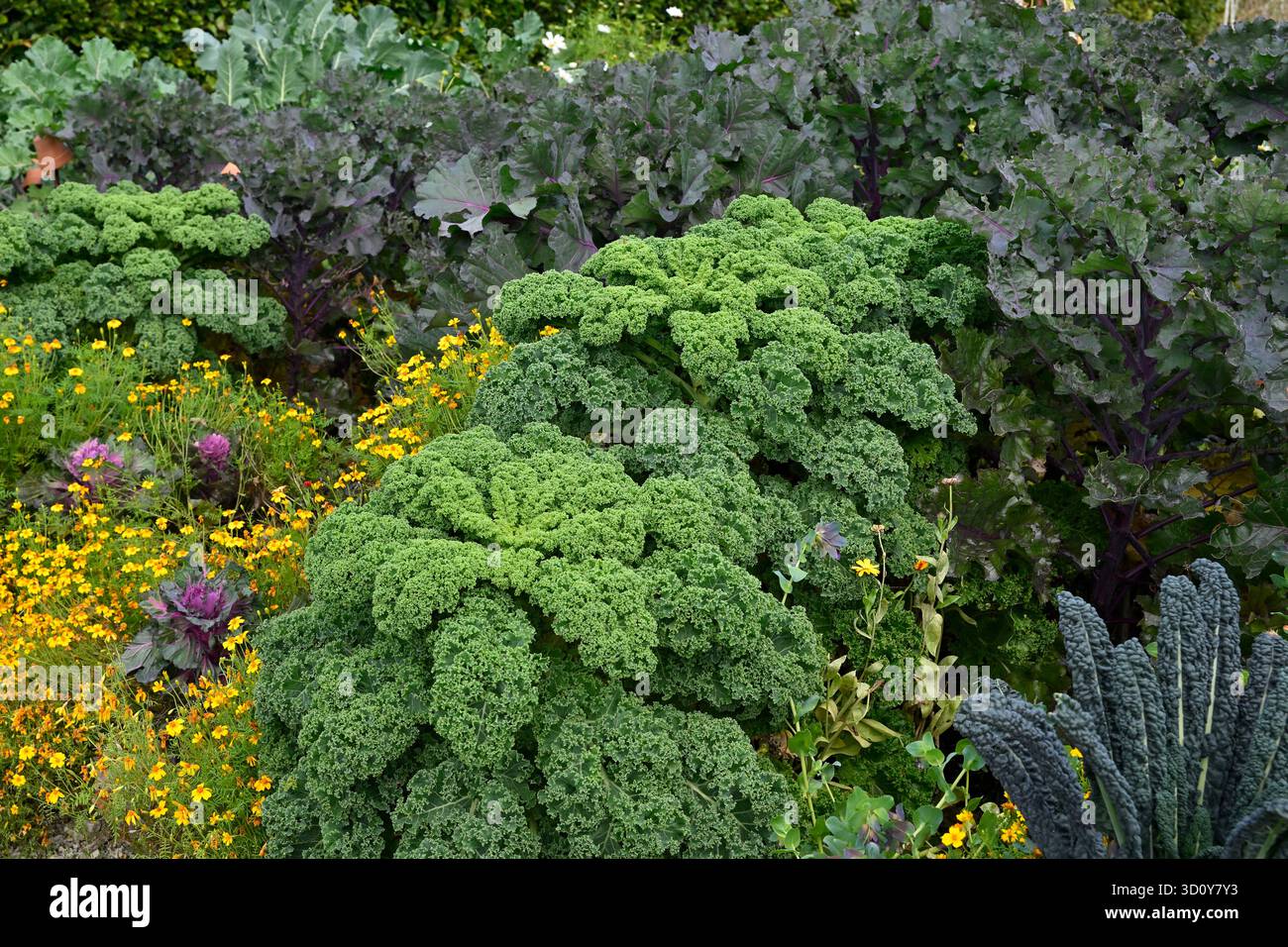Purple veined kale hi-res stock photography and images - Alamy