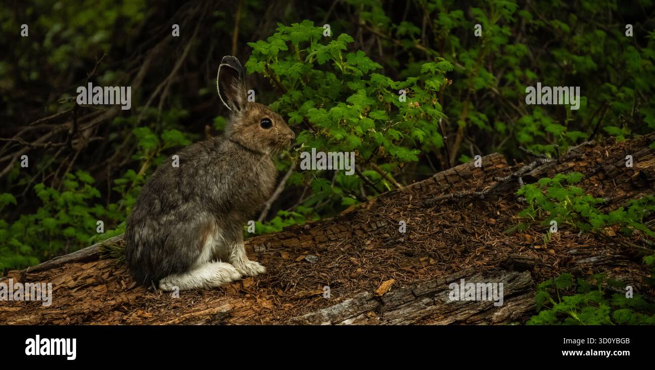 Snow Shoe Hare Sits On Decaying Tree Trunk in Rocky Mountain National ...