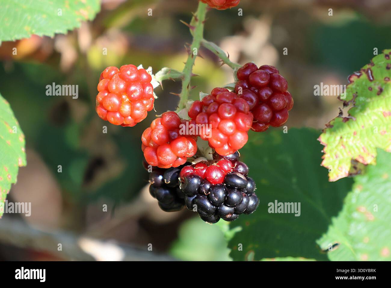 RECORD DATE NOT STATED Oberirsen Themenfoto: Jahreszeit, Herbst, Bunter ...