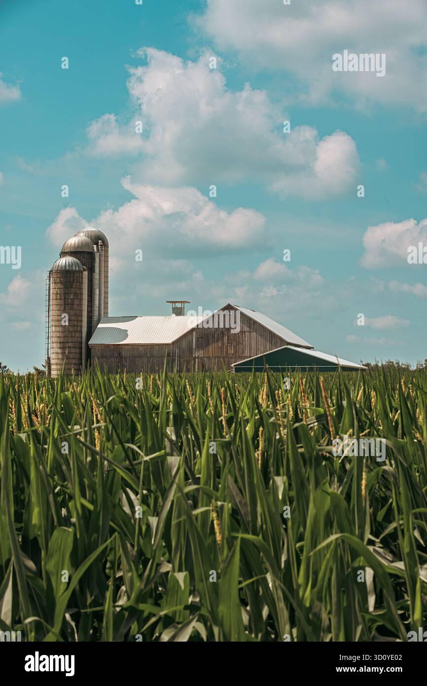 Tall green corn fills hi-res stock photography and images - Alamy