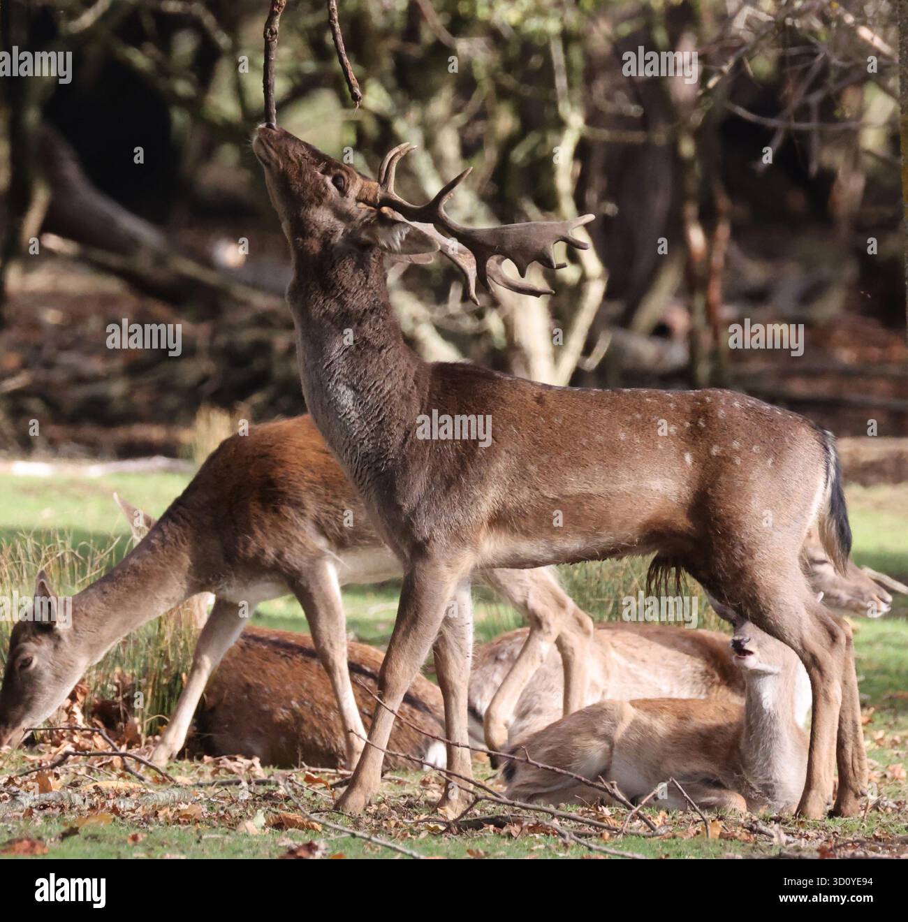 Deer eating a Tree at Dagnam Park The Manor LNR Harold Hill Romford ...