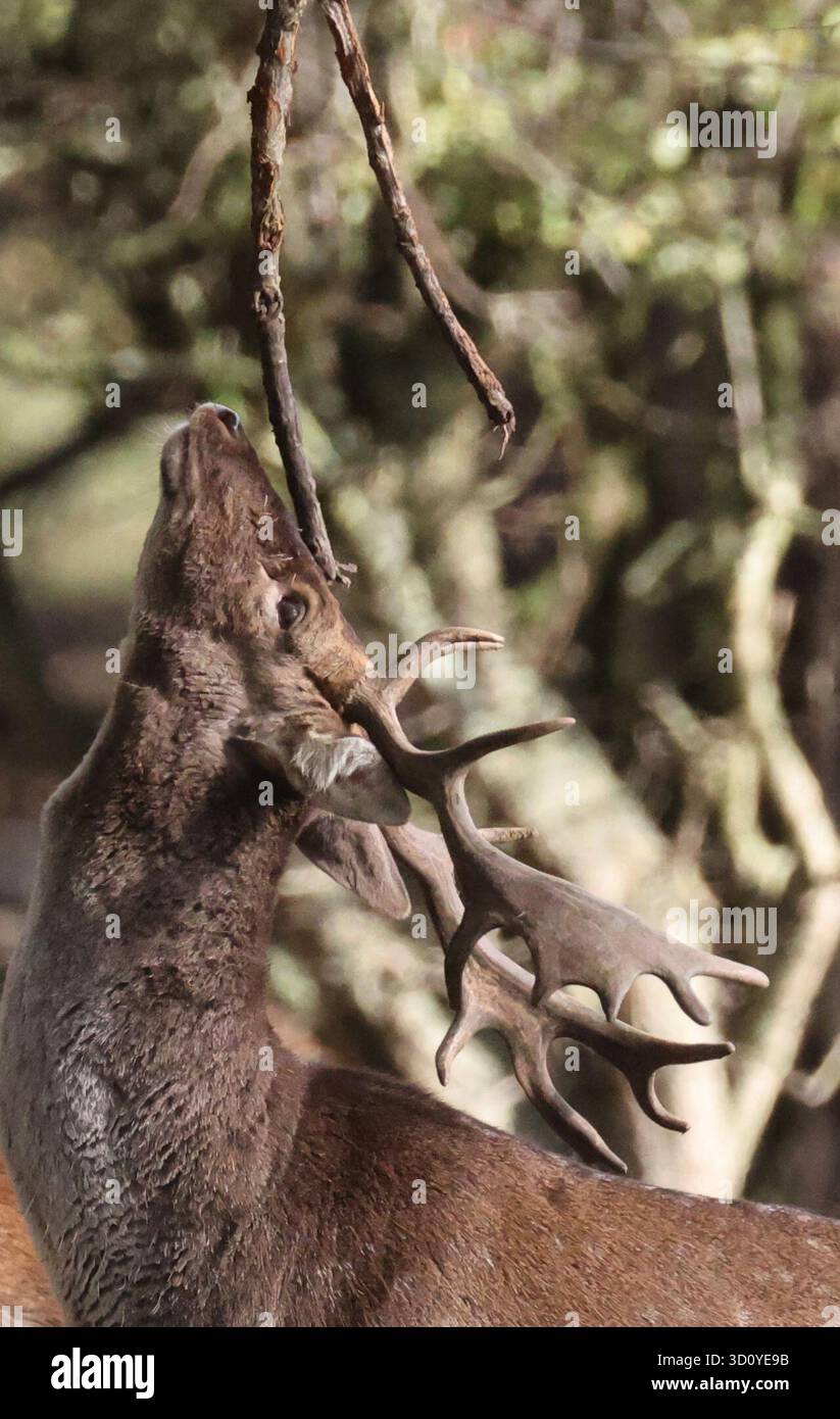 Deer eating a Tree at Dagnam Park The Manor LNR Harold Hill Romford ...