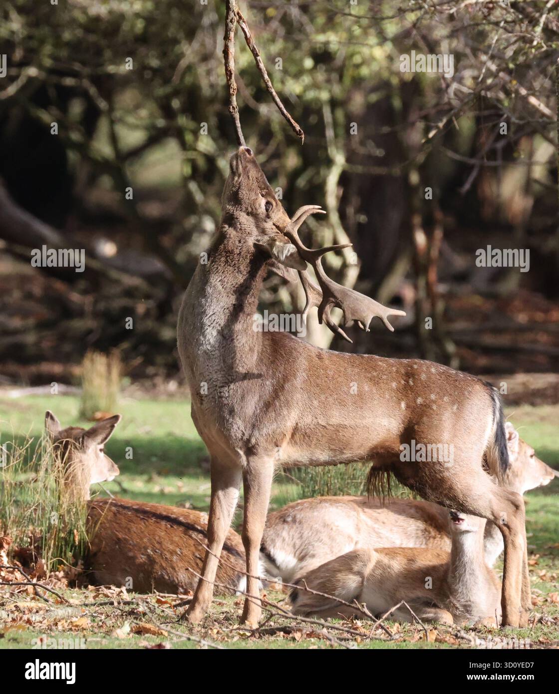 Deer eating a Tree at Dagnam Park The Manor LNR Harold Hill Romford ...