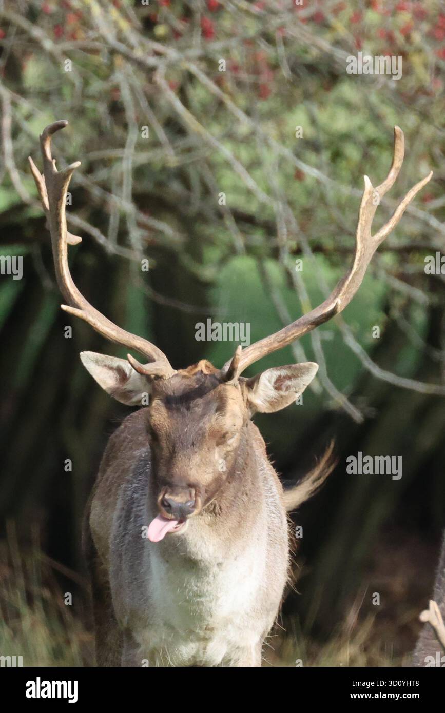 Deer at Dagnam Park The Manor LNR Harold Hill Romford Essex on 25th ...