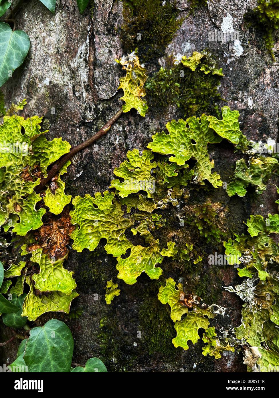 Lobaria pulmonaria epiphyte lichens, Close-up of bright green lichen ...