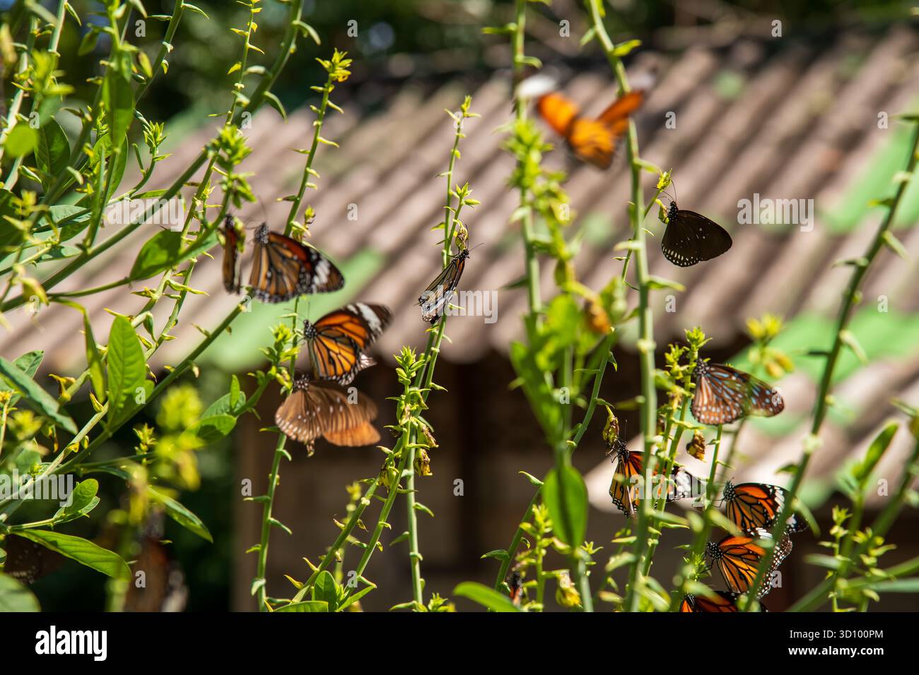 Colorful Butterflies Dancing Gracefully Amidst the Lush Greenery of a ...