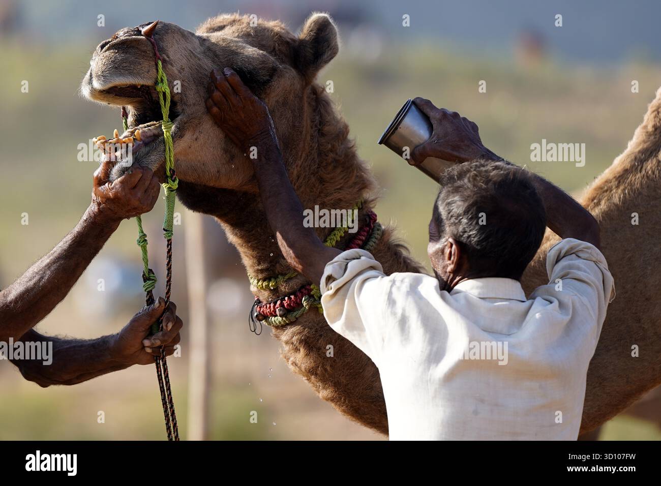 Camel's at the fair grounds in Pushkar, Rajasthan, India on October 25 ...
