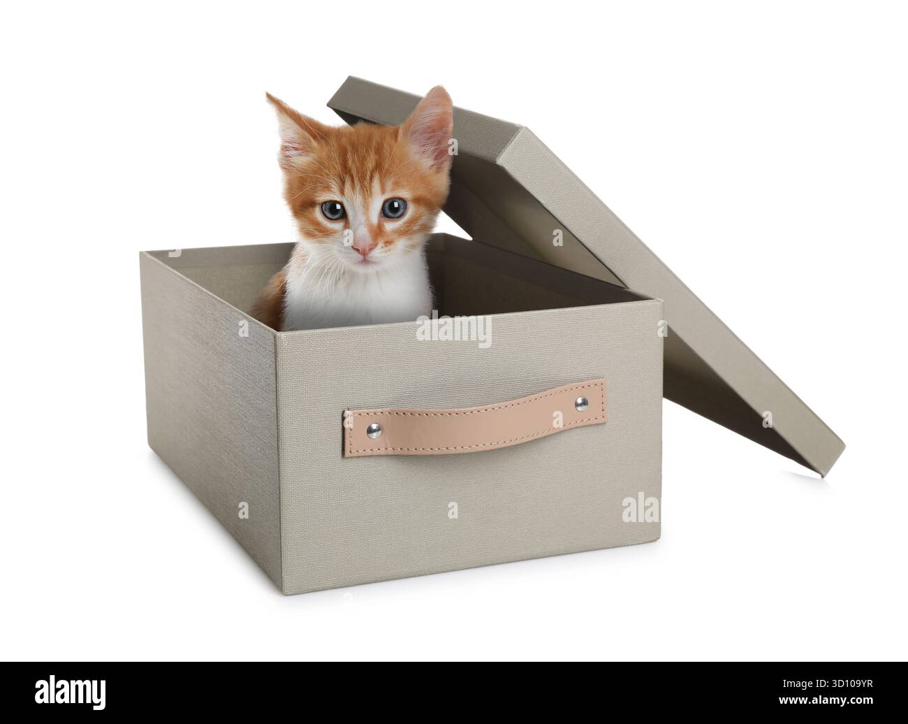 Cute cat hiding funny Cut Out Stock Images & Pictures - Alamy