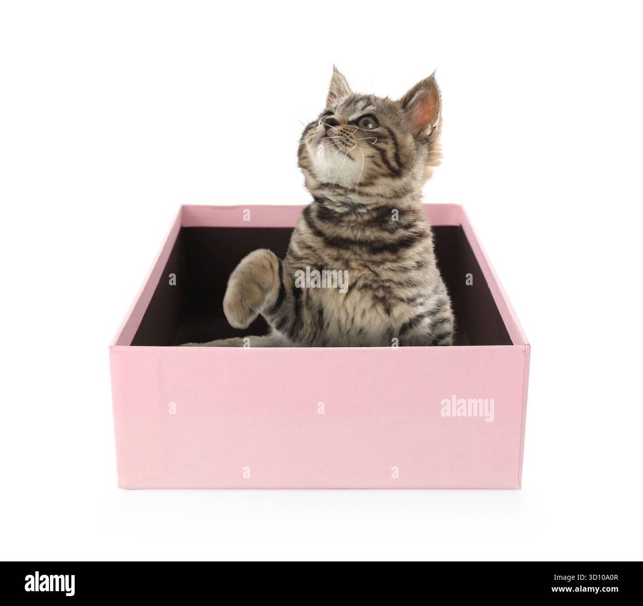 Cute kitten in box on white background Stock Photo - Alamy