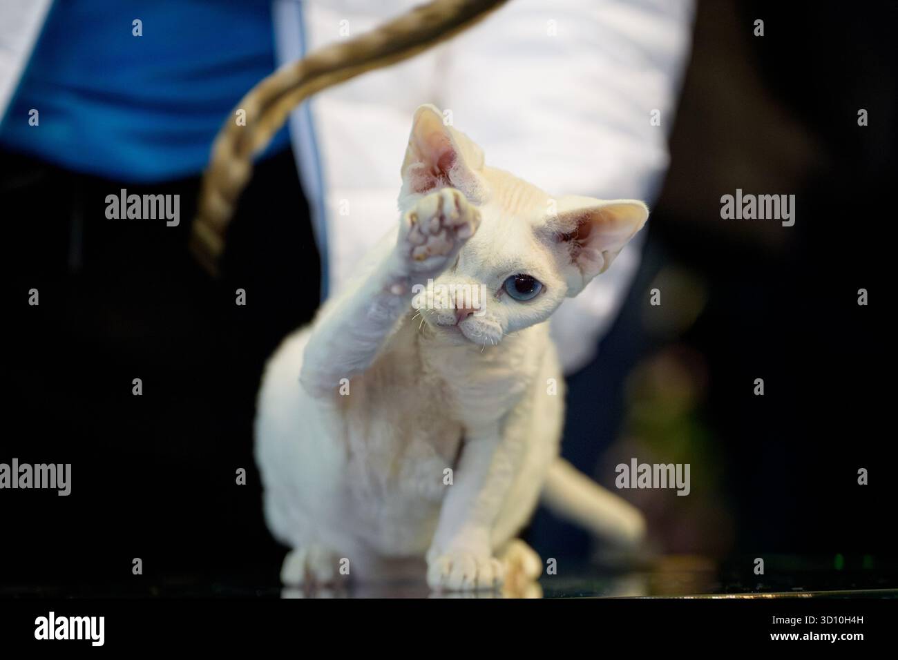 A Devon Rex cat plays as she is evaluated by a judge during the FIFe ...
