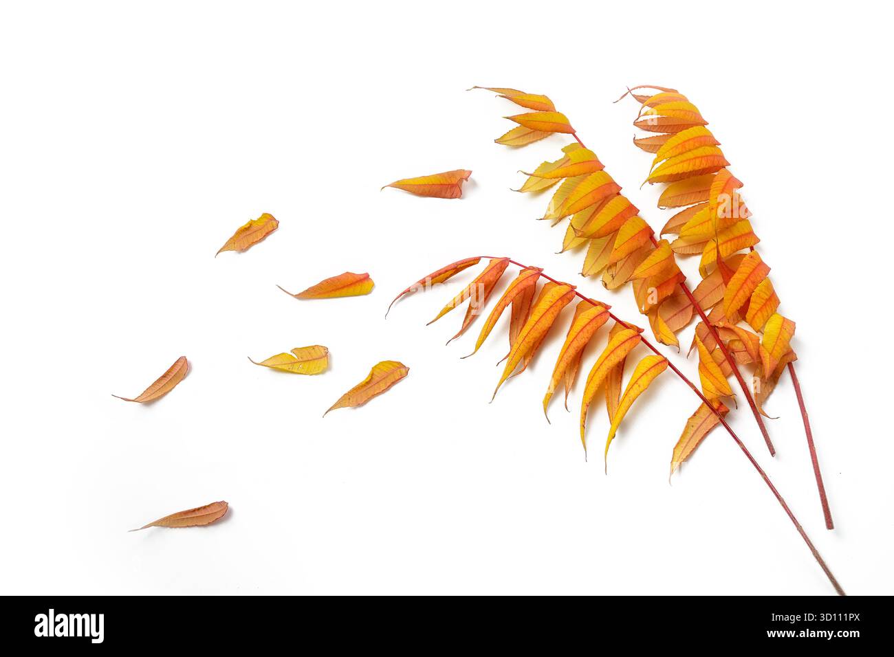 Sumac tree patterns hi-res stock photography and images - Alamy
