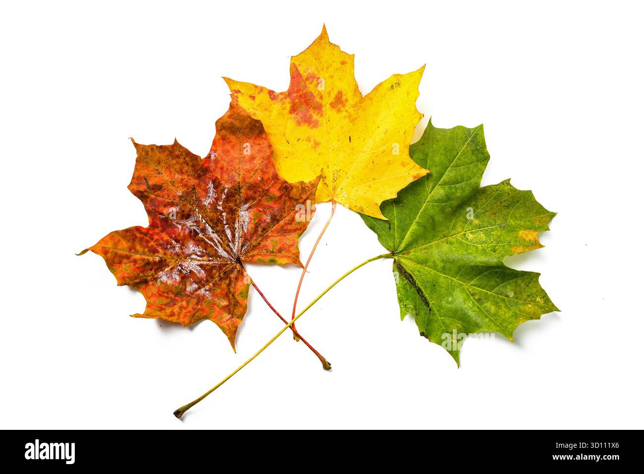 Shadows fall on yellow Cut Out Stock Images & Pictures - Alamy