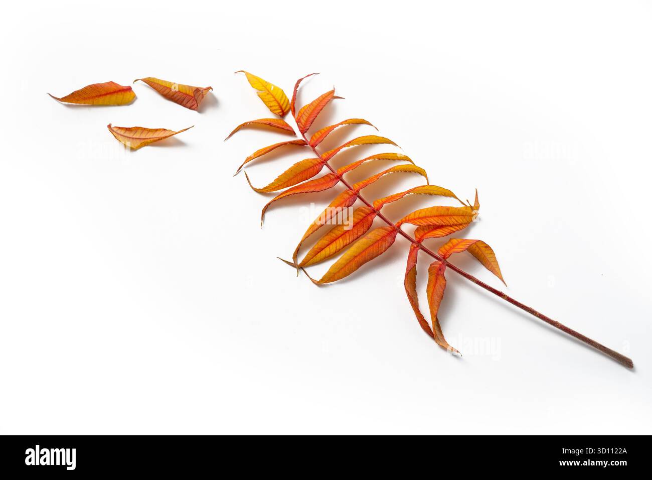 Staghorn sumac fall colors Cut Out Stock Images & Pictures - Alamy