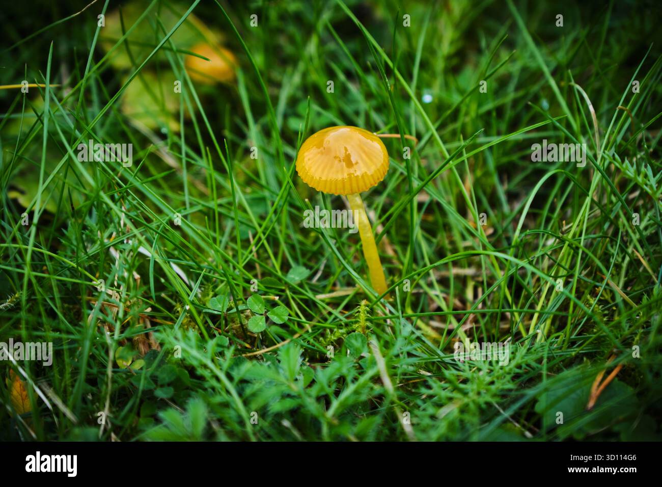 Oslo, Norway - September 9, 2025: Mycena acicula, commonly known as the ...