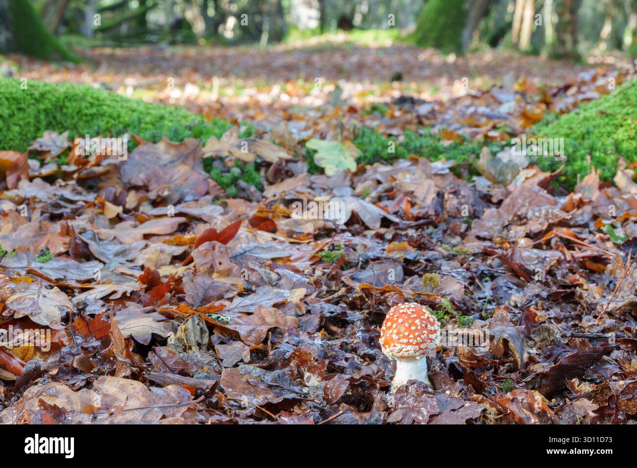 Fly agaric fungi in the new forest Stock Photo - Alamy