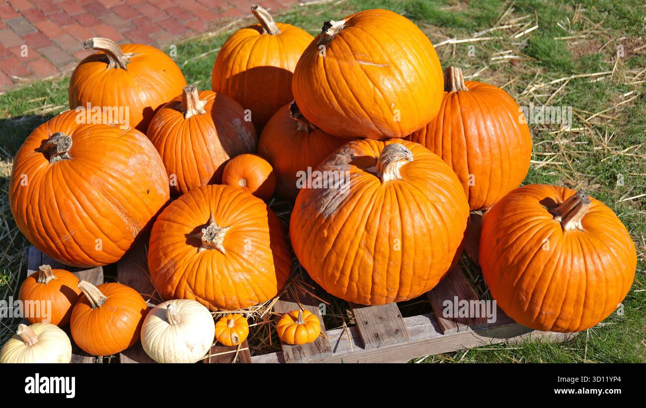 Fall Pumpkin Patches and Displays Stock Photo - Alamy