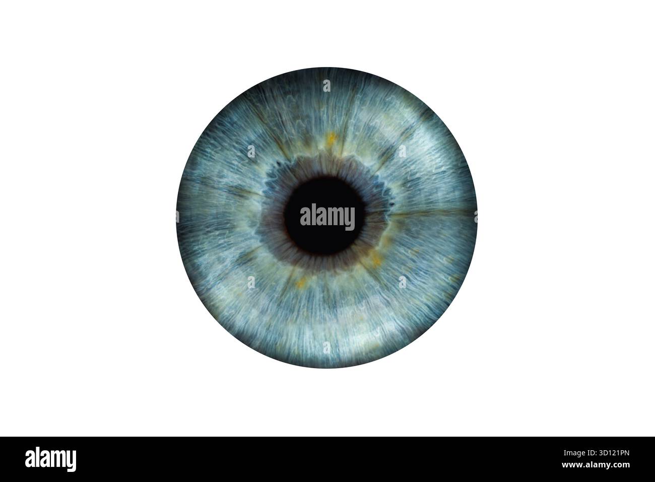 Human eye, closeup. Blue iris with pupil on white background Stock ...