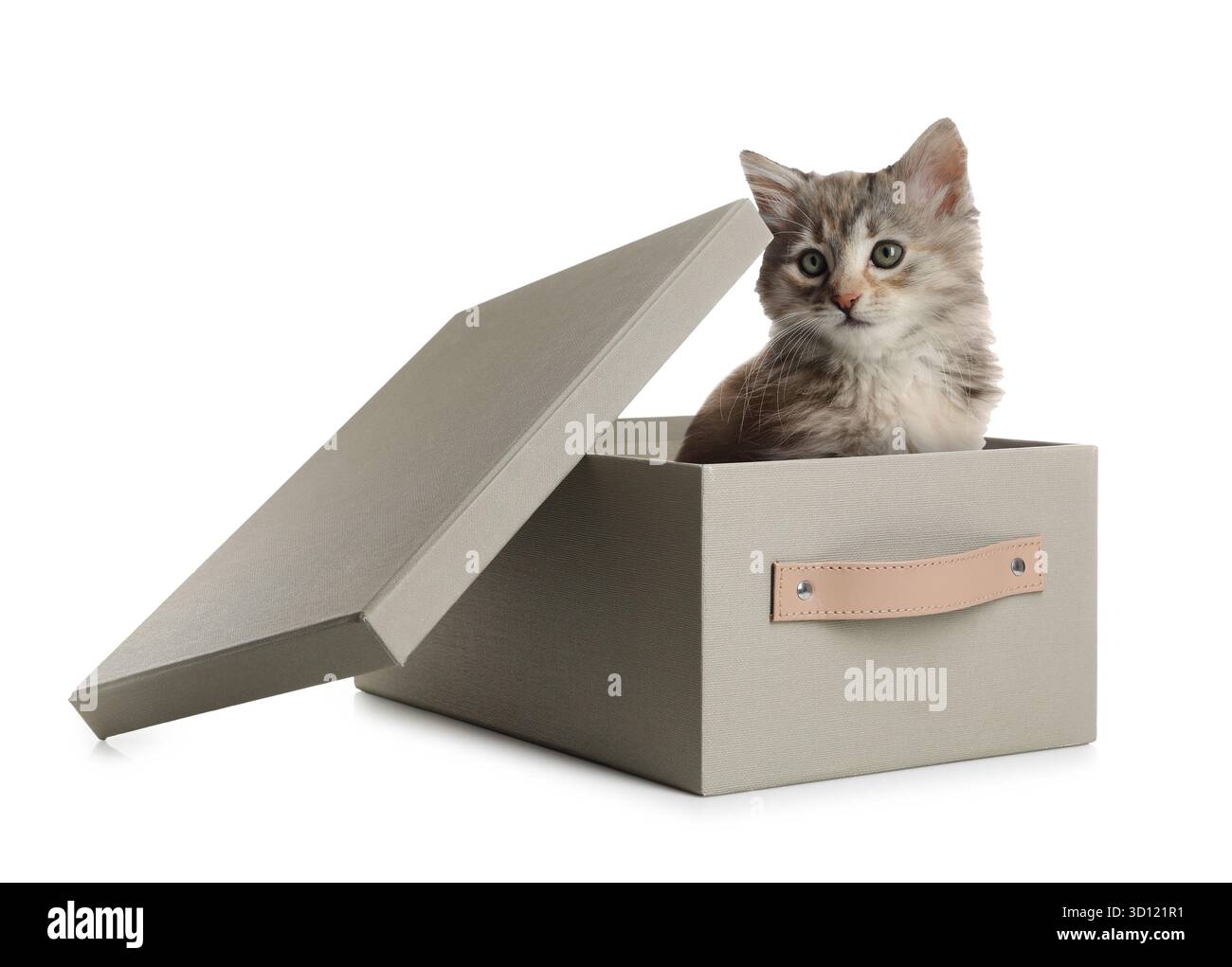 Cute cat hiding funny Cut Out Stock Images & Pictures - Alamy