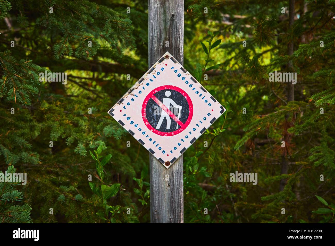 Restoration Area Sign in Lush Green Forest Conservation and ...