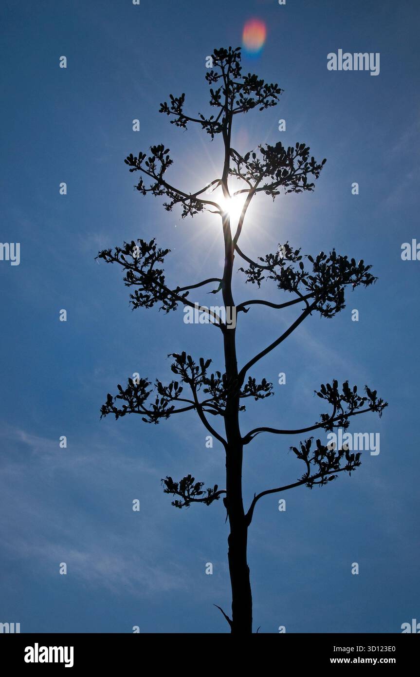 Tula silhouette hi-res stock photography and images - Alamy