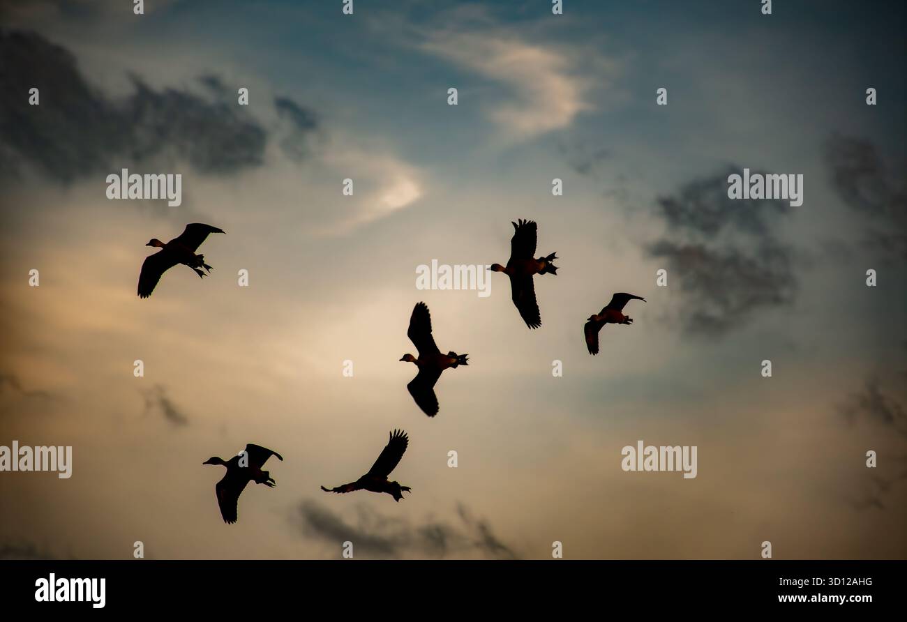 Freedom in flight. A flock of whistling ducks flies high against the ...