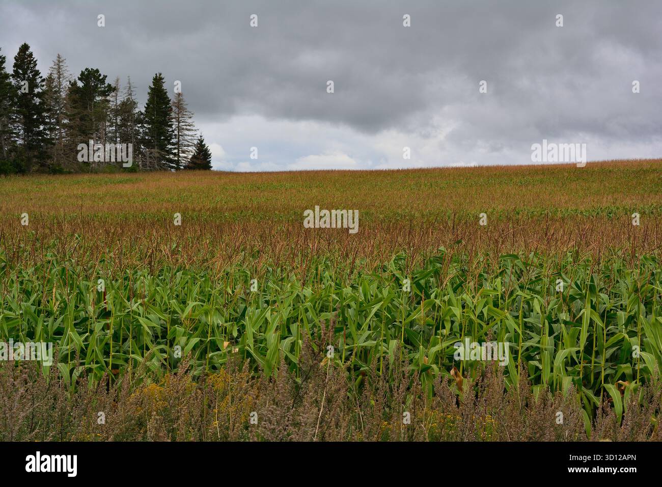 Vast corn field under hi-res stock photography and images - Alamy